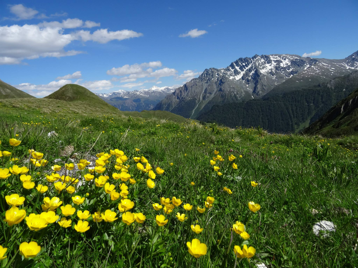 Rundtour zur Alp Trida und Alp Bella
